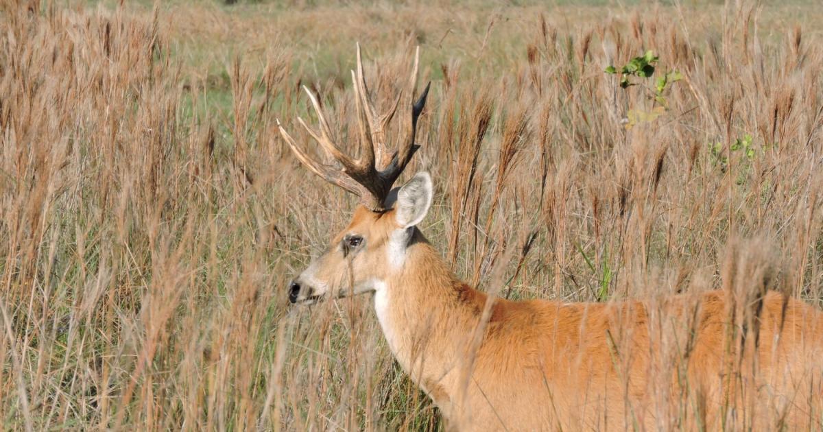 Cervo #50811 - Biofaces - Bring Nature Closer