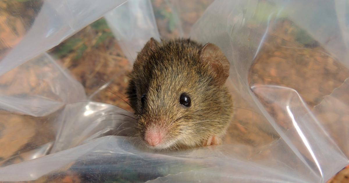 Akodon #51101 - Biofaces - Bring Nature Closer