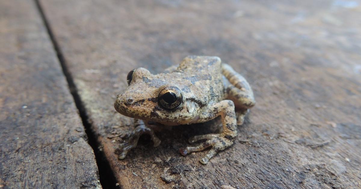 Scinax #51112 - Biofaces - Bring Nature Closer