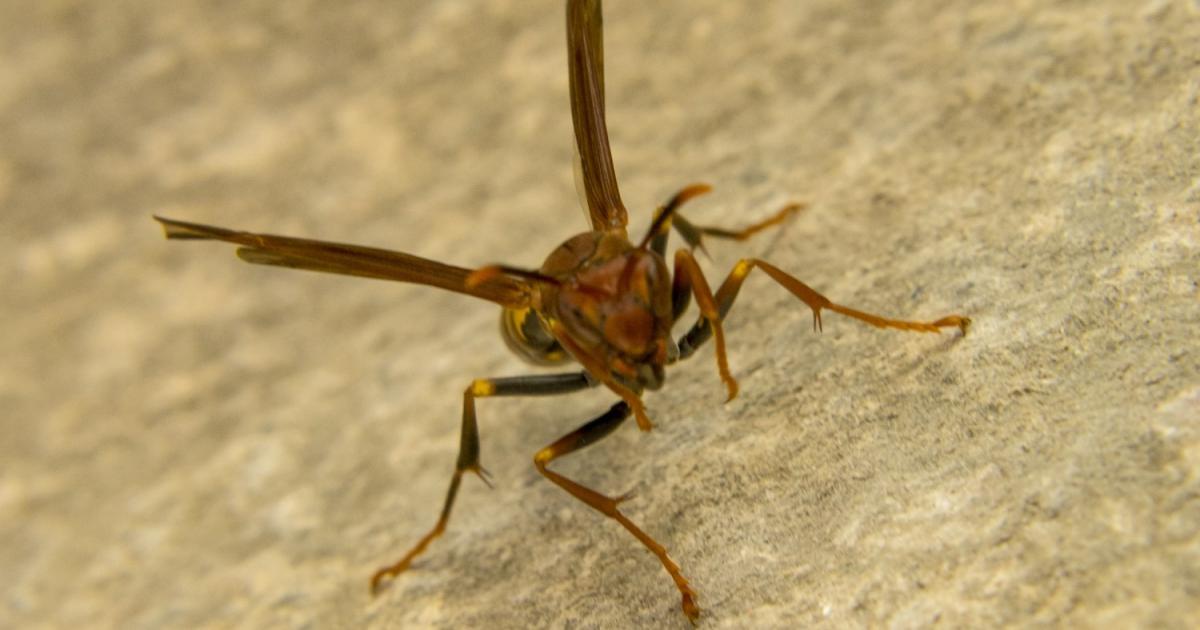 Marimbondo-cavalo #51144 - Biofaces - Bring Nature Closer