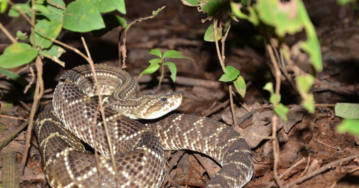 South #51152 - Biofaces - Bring Nature Closer