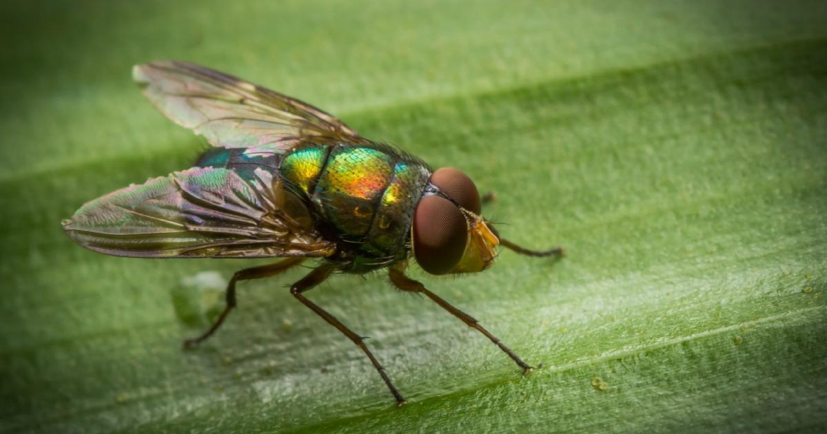 Mosca #51438 - Biofaces - Bring Nature Closer