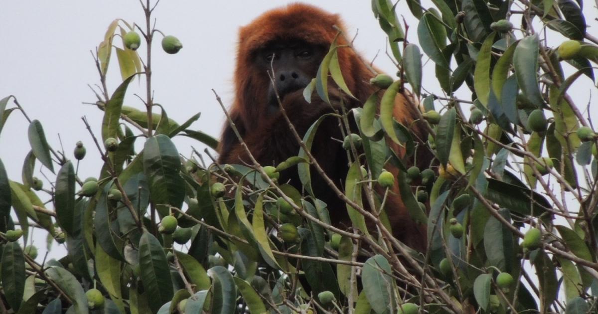 Bugio-ruivo #51452 - Biofaces - Bring Nature Closer