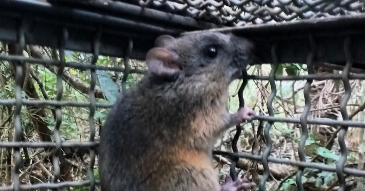 Nectomys #51675 - Biofaces - Bring Nature Closer