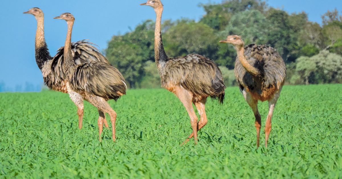 Rhea #52149 - Biofaces - Bring Nature Closer