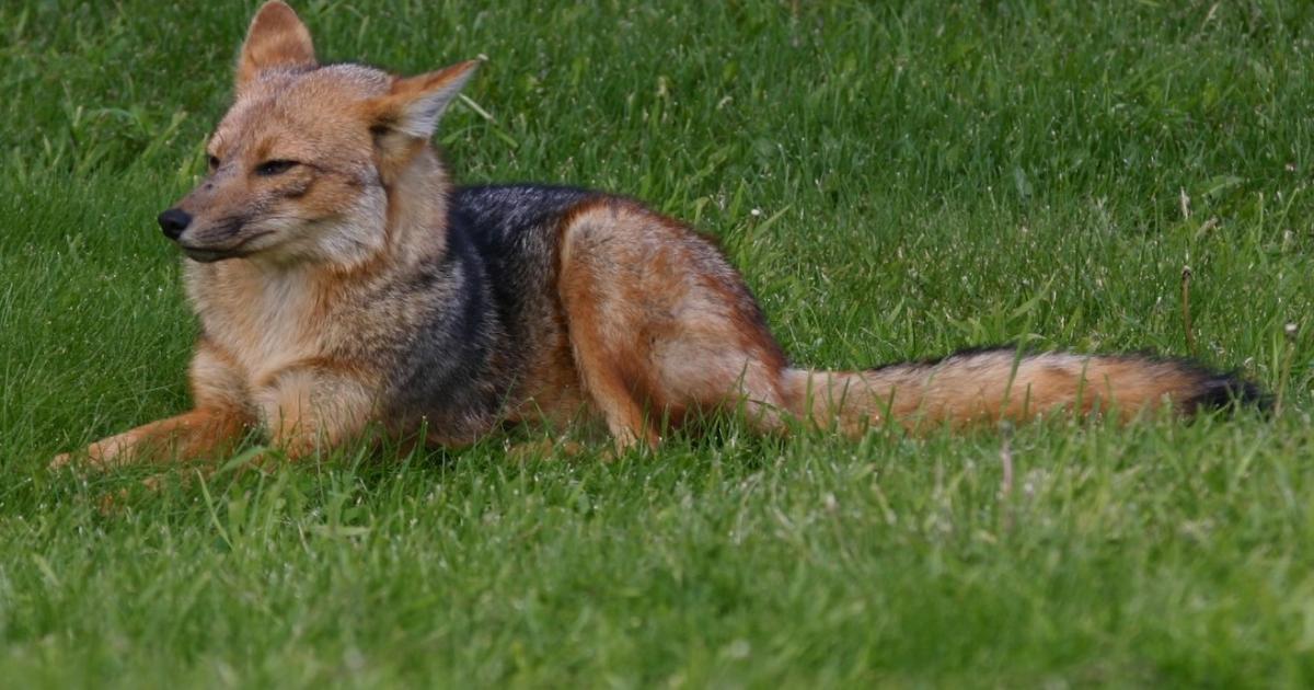 Culpeo #52350 - Biofaces - Bring Nature Closer