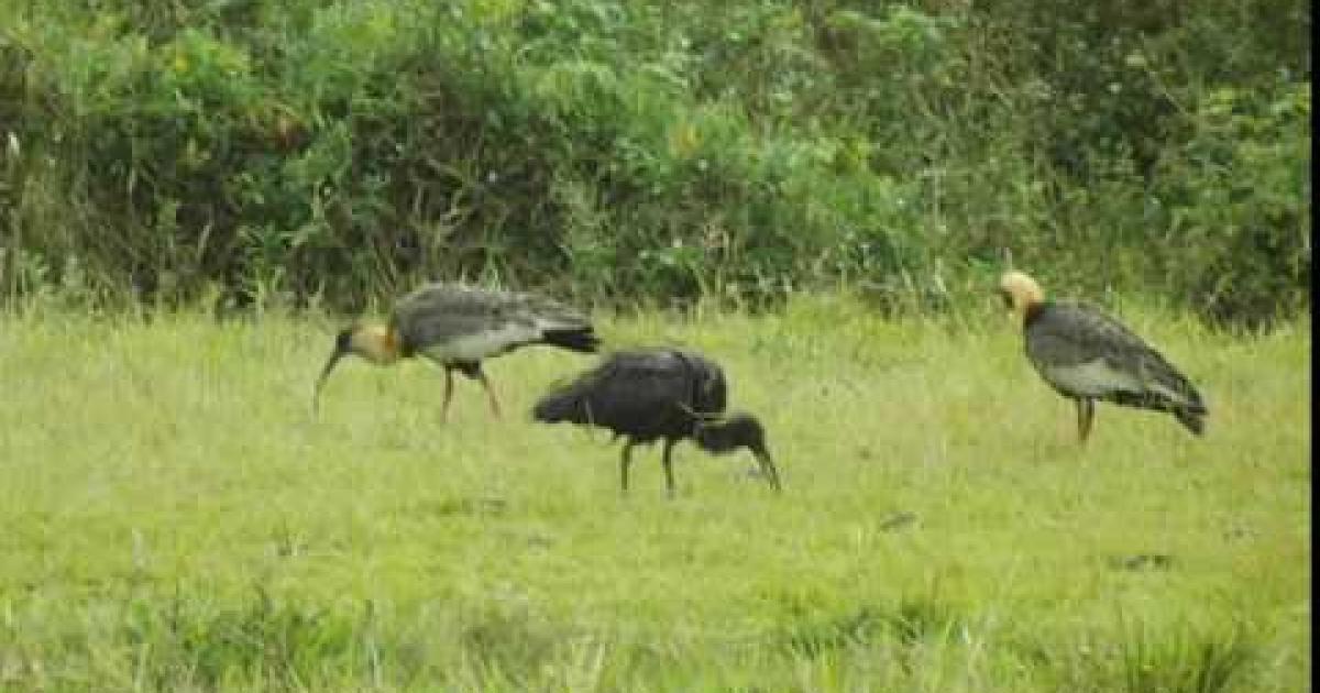 Uma #52391 - Biofaces - Bring Nature Closer