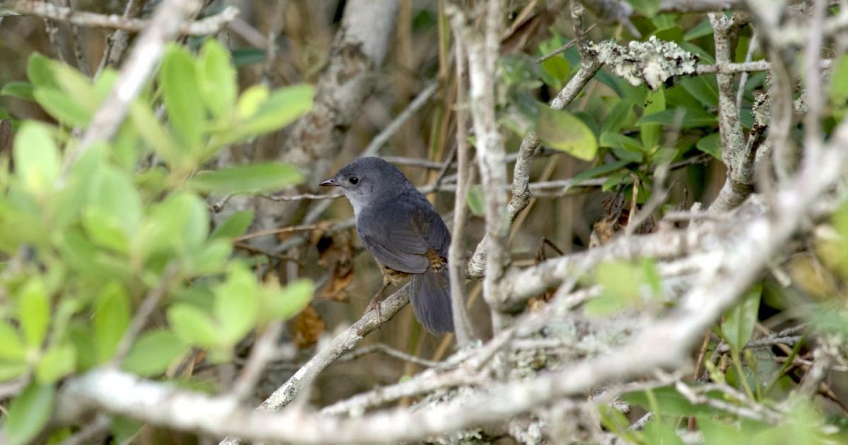 Tapaculo #52458 - Biofaces - Bring Nature Closer