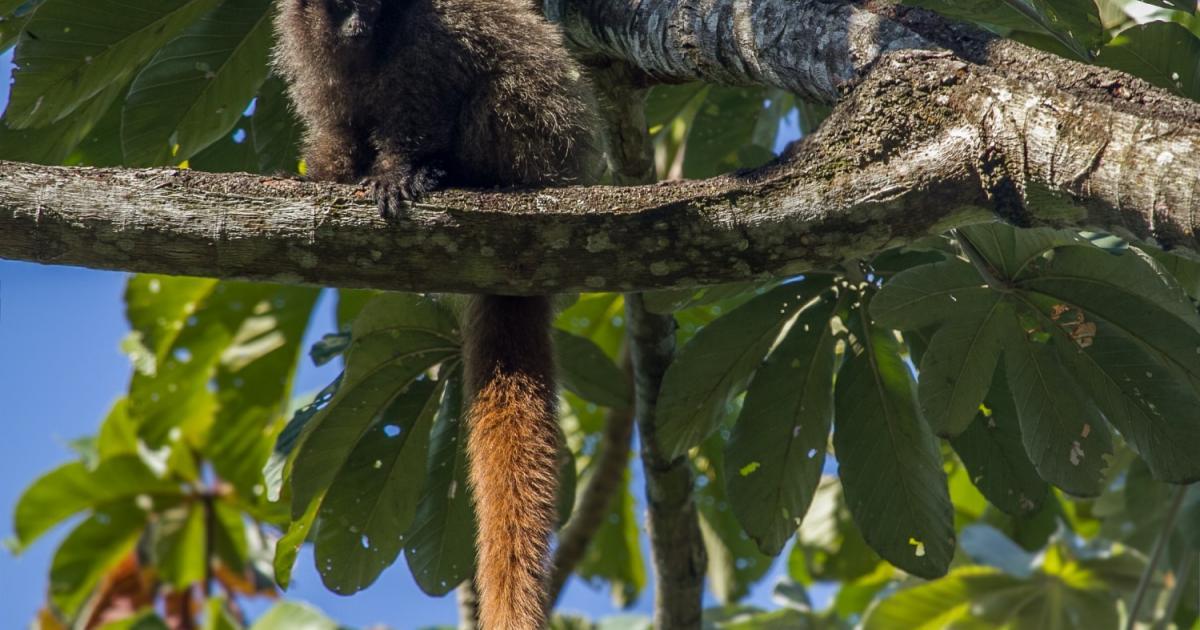 Guigó #52541 - Biofaces - Bring Nature Closer