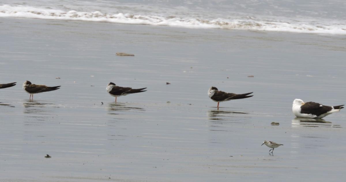 Talha-Mar #52558 - Biofaces - Bring Nature Closer