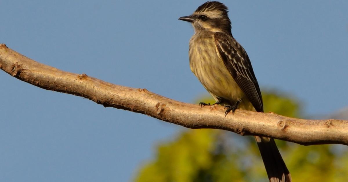 Peitica #52590 - Biofaces - Bring Nature Closer