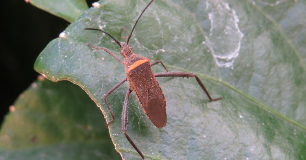 Phthia picta [Not evaluated] - Biofaces - Bring Nature Closer