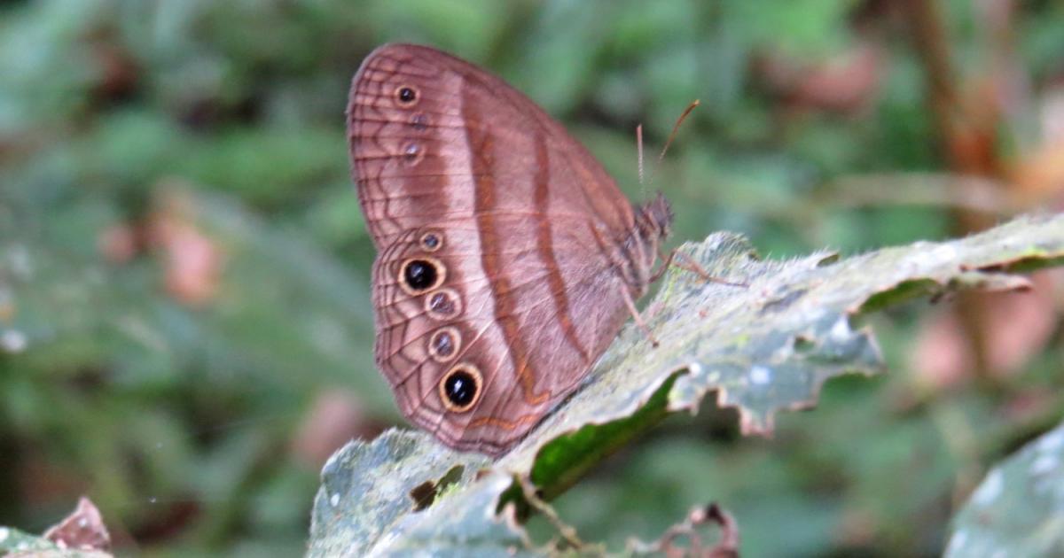 Magneuptychia #44890 - Biofaces - Bring Nature Closer