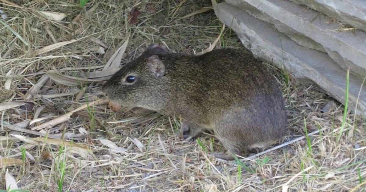 Cavia #54903 - Biofaces - Bring Nature Closer