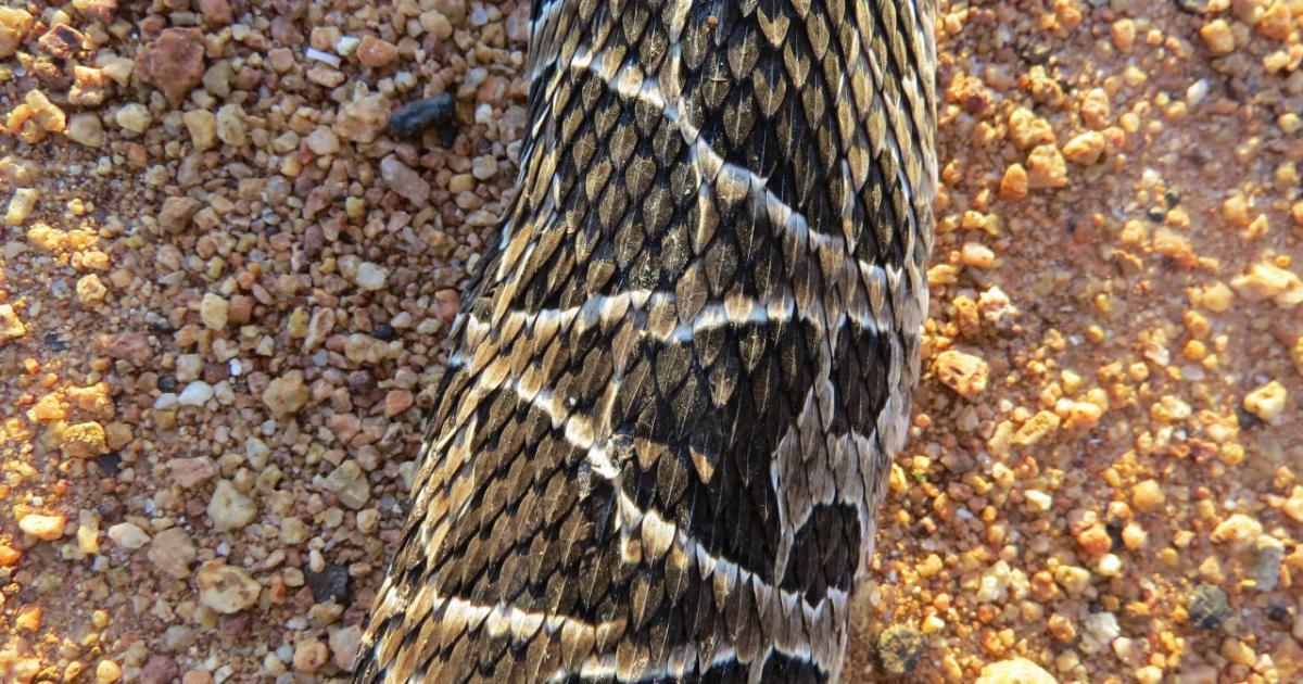 Bothrops #54931 - Biofaces - Bring Nature Closer