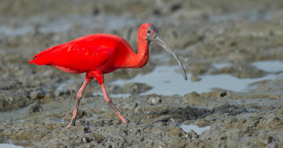 Eudocimus #55022 - Biofaces - Bring Nature Closer