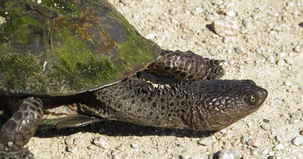 Hydromedusa #55112 - Biofaces - Bring Nature Closer