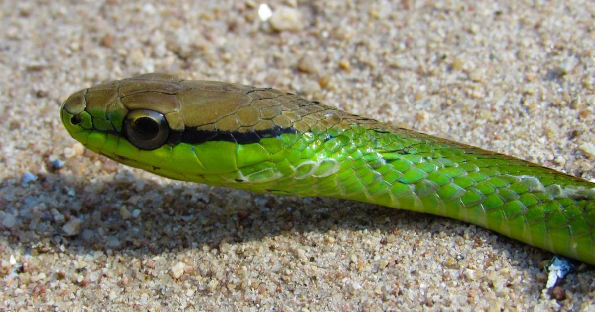 Cobra-cipó #56602 - Biofaces - Bring Nature Closer