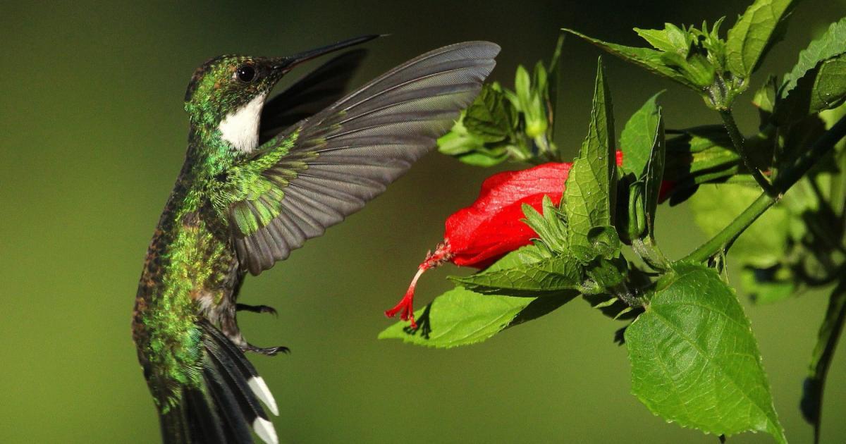 Beija-flor-de-papo-branco #56738 - Biofaces - Bring Nature Closer