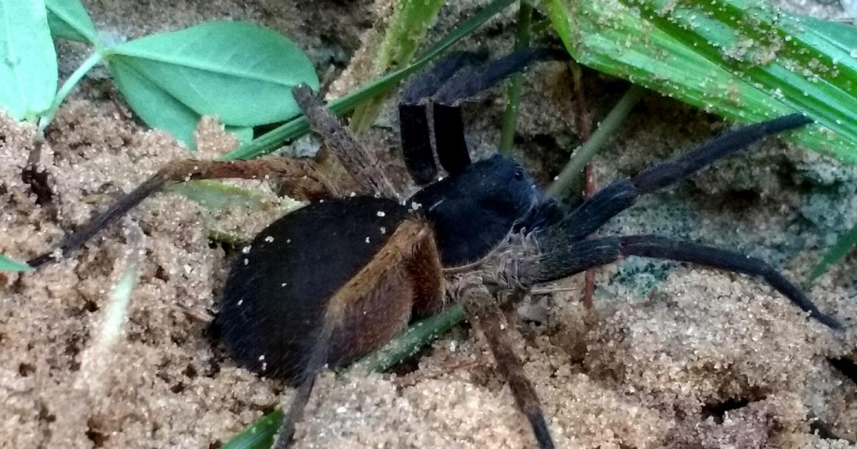 Ctenus #56776 - Biofaces - Bring Nature Closer