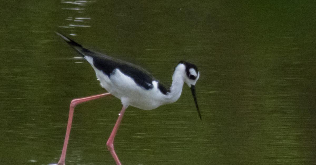 Pernilongo #57023 - Biofaces - Bring Nature Closer