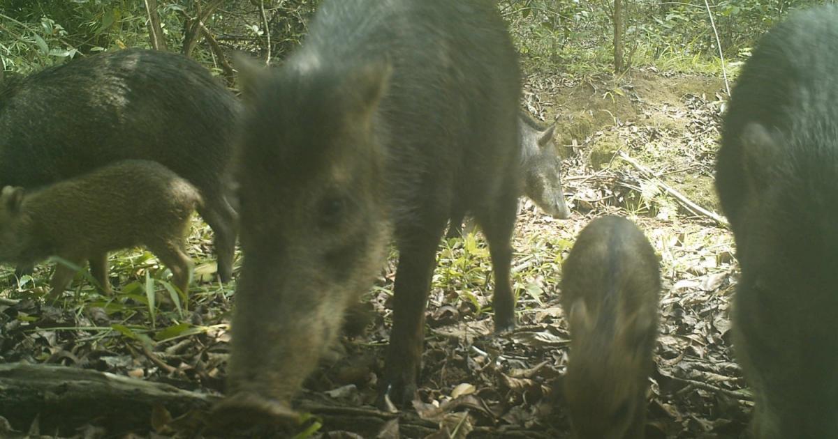 Queixada #57212 - Biofaces - Bring Nature Closer