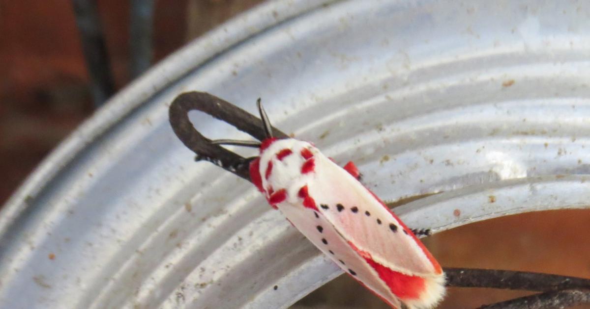 Trosia #51950 - Biofaces - Bring Nature Closer