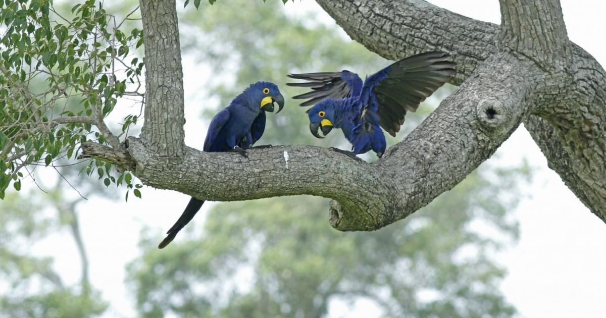 Arara #57508 - Biofaces - Bring Nature Closer