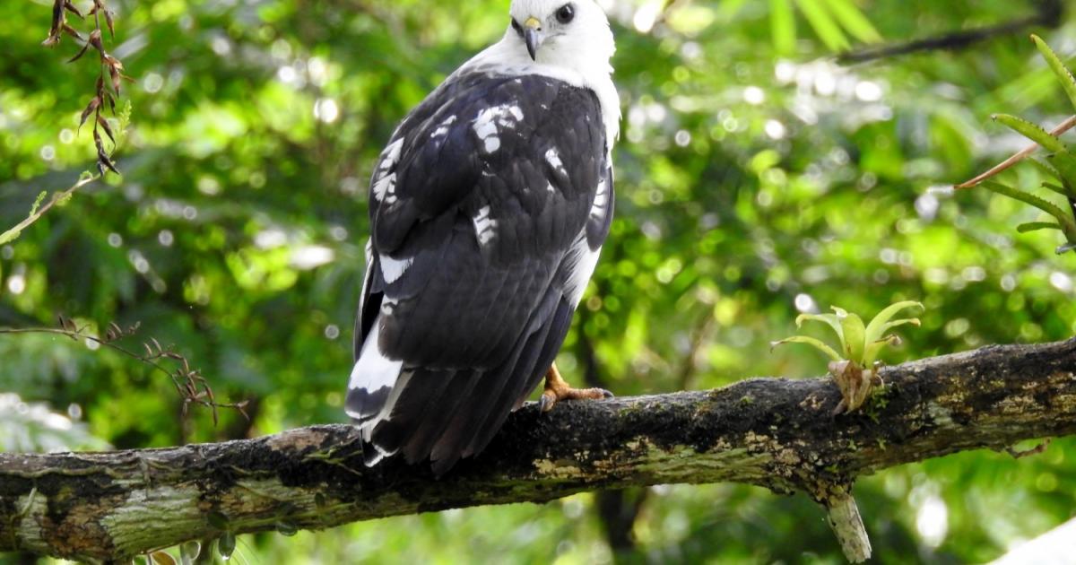 Gavião-pombo-pequeno #57752 - Biofaces - Bring Nature Closer