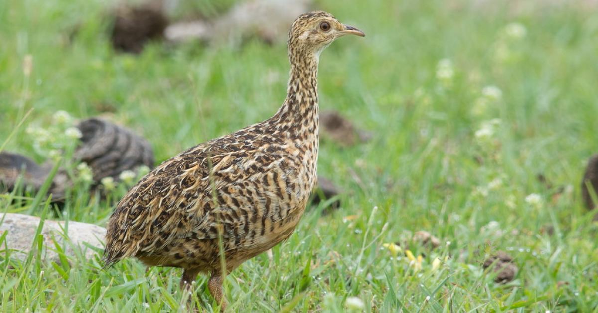 Codorna-amarela #58184 - Biofaces - Bring Nature Closer