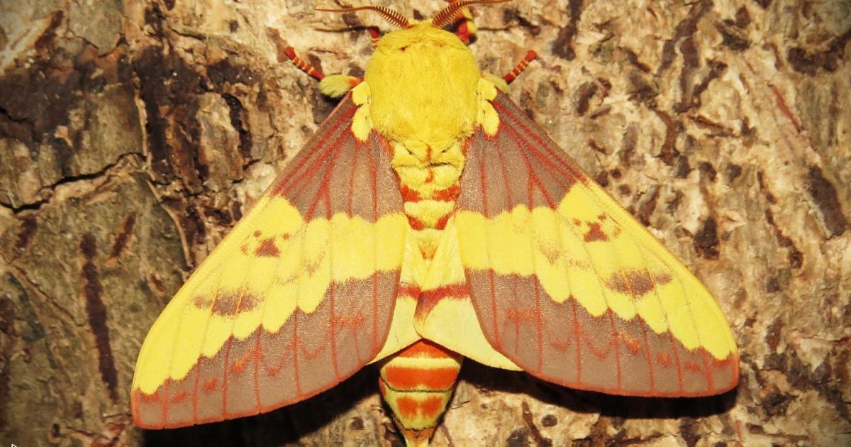 Citheronia #58275 - Biofaces - Bring Nature Closer