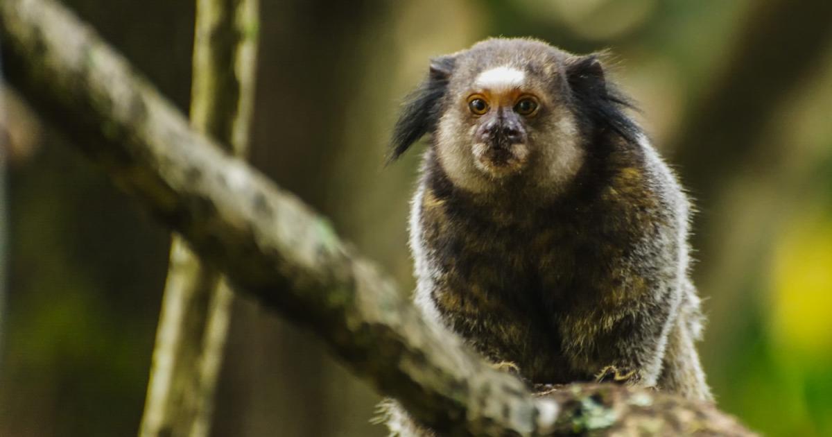 Mico-Estrela #59101 - Biofaces - Bring Nature Closer