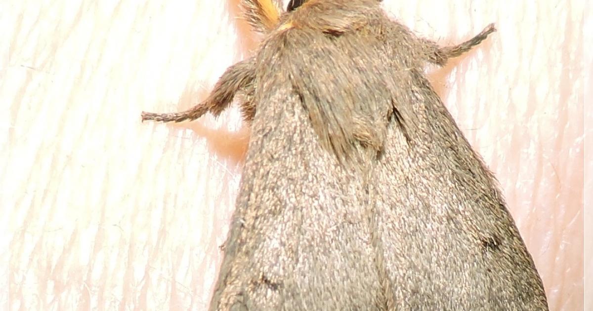 Paracles #59577 - Biofaces - Bring Nature Closer