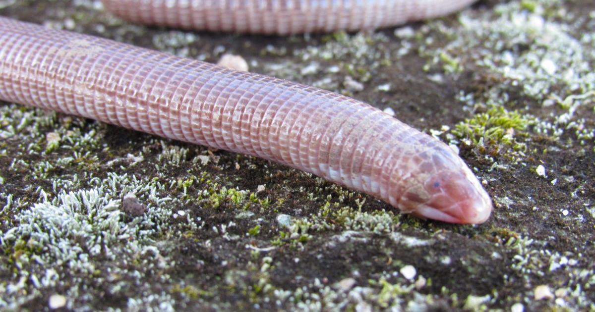 Amphisbaena darwinii [Not evaluated] - Biofaces - Bring Nature Closer