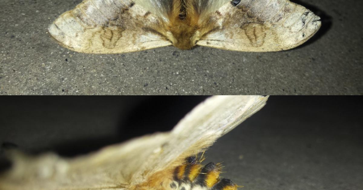 Mariposa-molippa #60001 - Biofaces - Bring Nature Closer