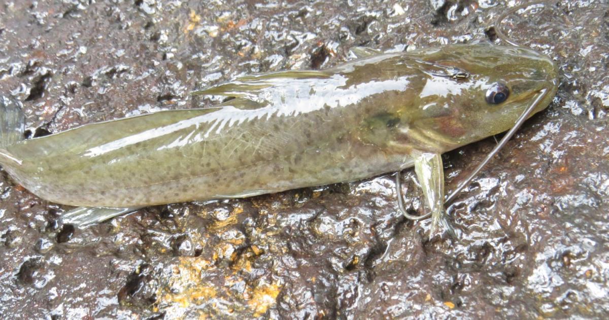 Rhamdia #51616 - Biofaces - Bring Nature Closer