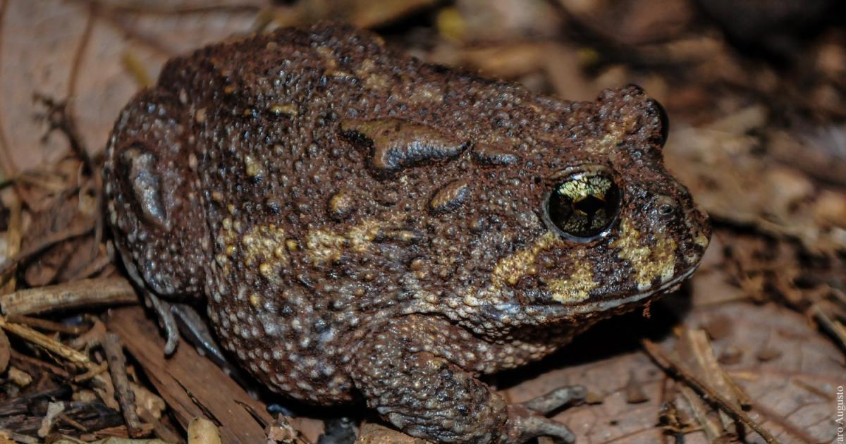 Sapo-boi #60109 - Biofaces - Bring Nature Closer