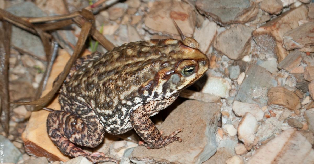 Sapo #60125 - Biofaces - Bring Nature Closer