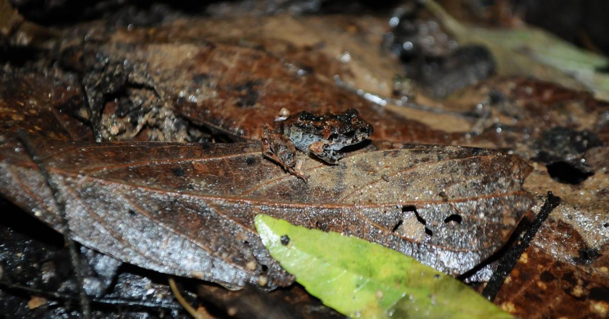 Ischnocnema izecksohni [Data deficient] - Biofaces - Bring Nature Closer