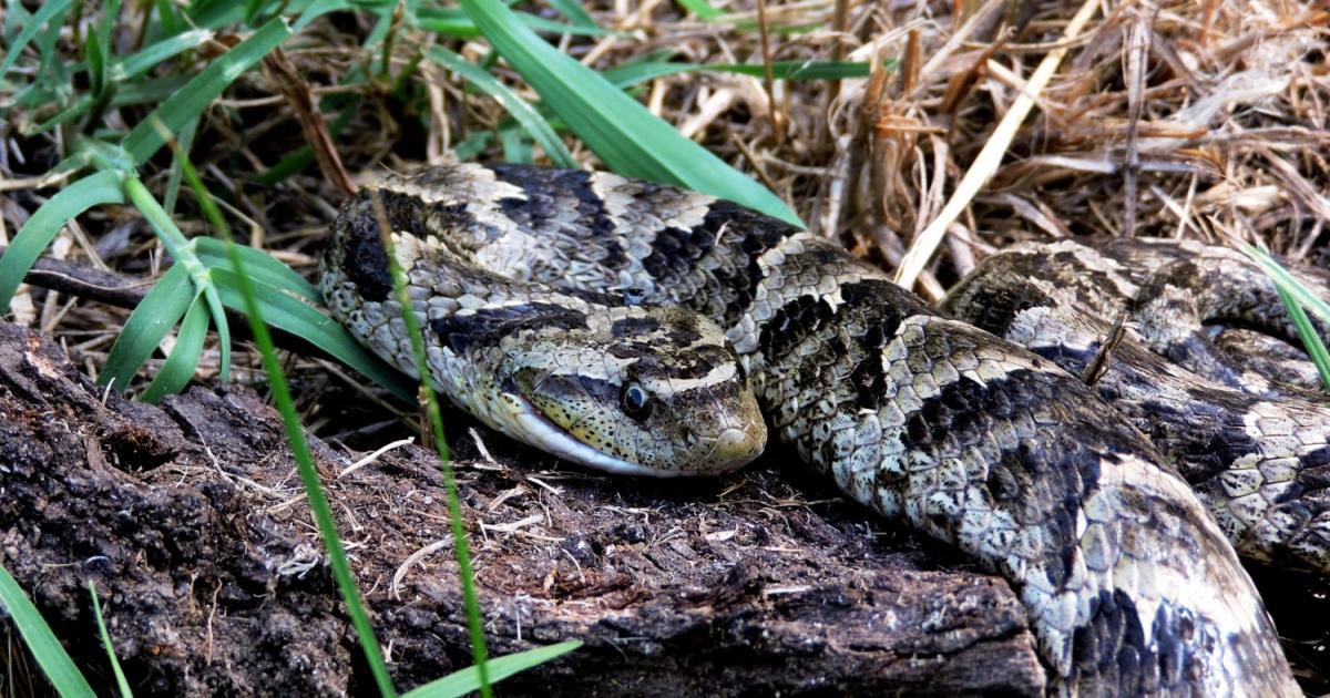 Boipeva #60357 - Biofaces - Bring Nature Closer