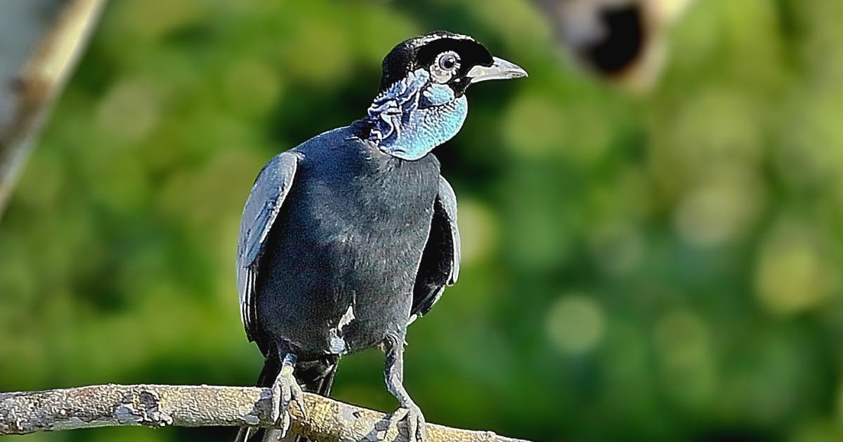 Anambé #60575 - Biofaces - Bring Nature Closer