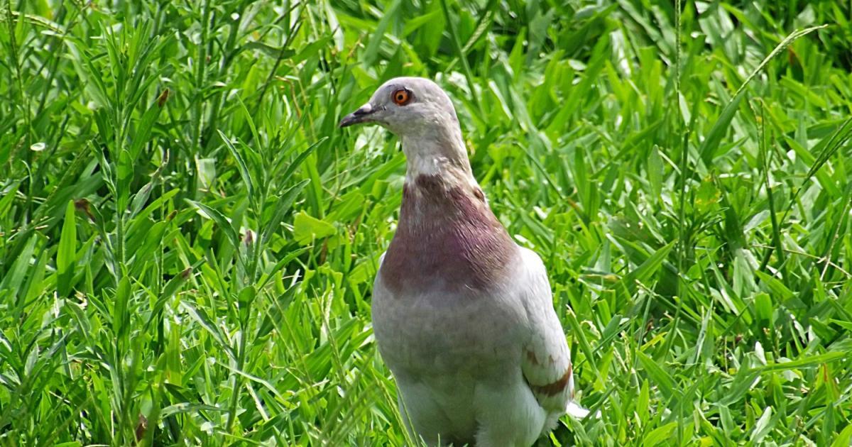 Pombo-doméstico #60669 - Biofaces - Bring Nature Closer