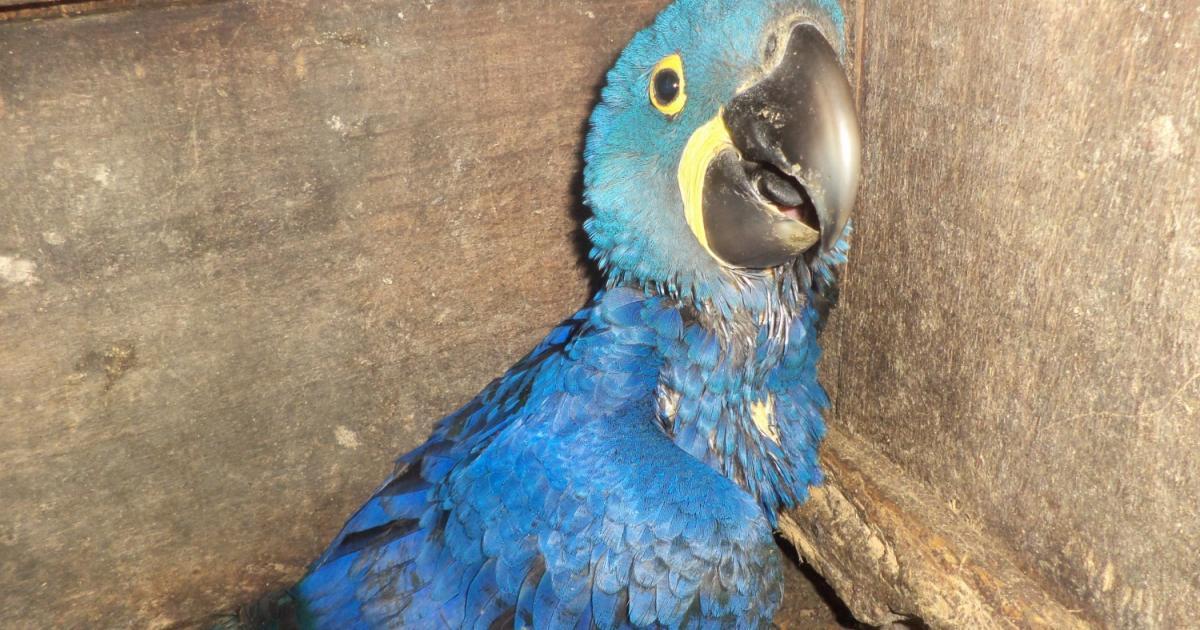 Arara #60994 - Biofaces - Bring Nature Closer