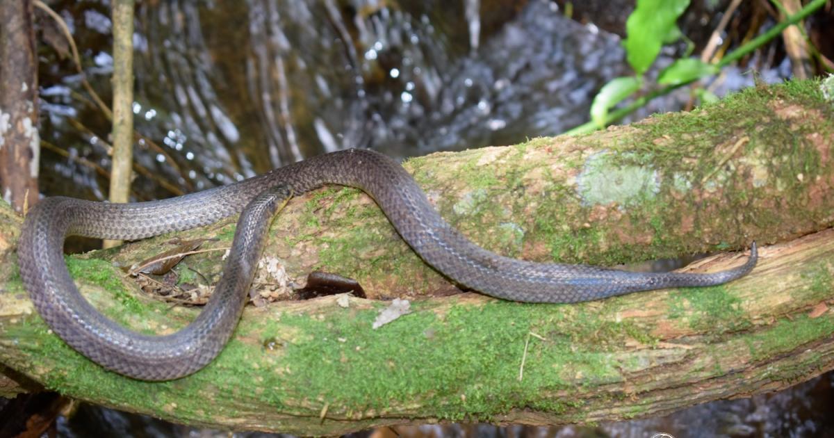 Atractus #61294 - Biofaces - Bring Nature Closer