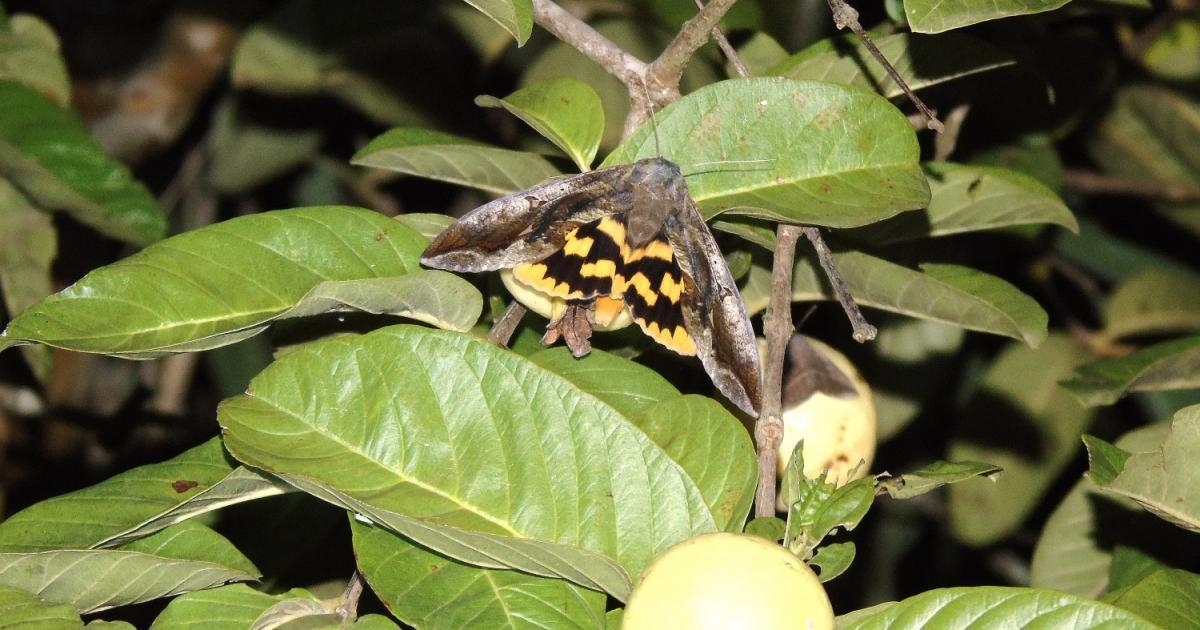 Mariposa #61315 - Biofaces - Bring Nature Closer