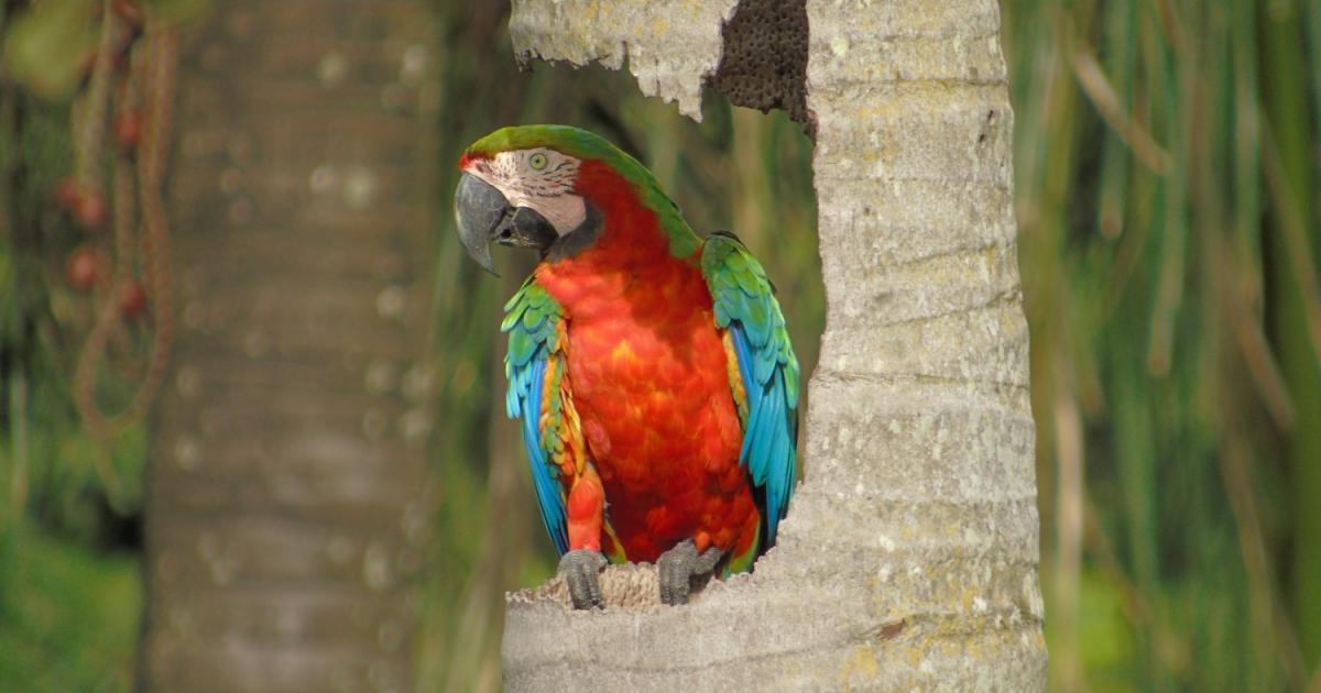 Arara #61356 - Biofaces - Bring Nature Closer