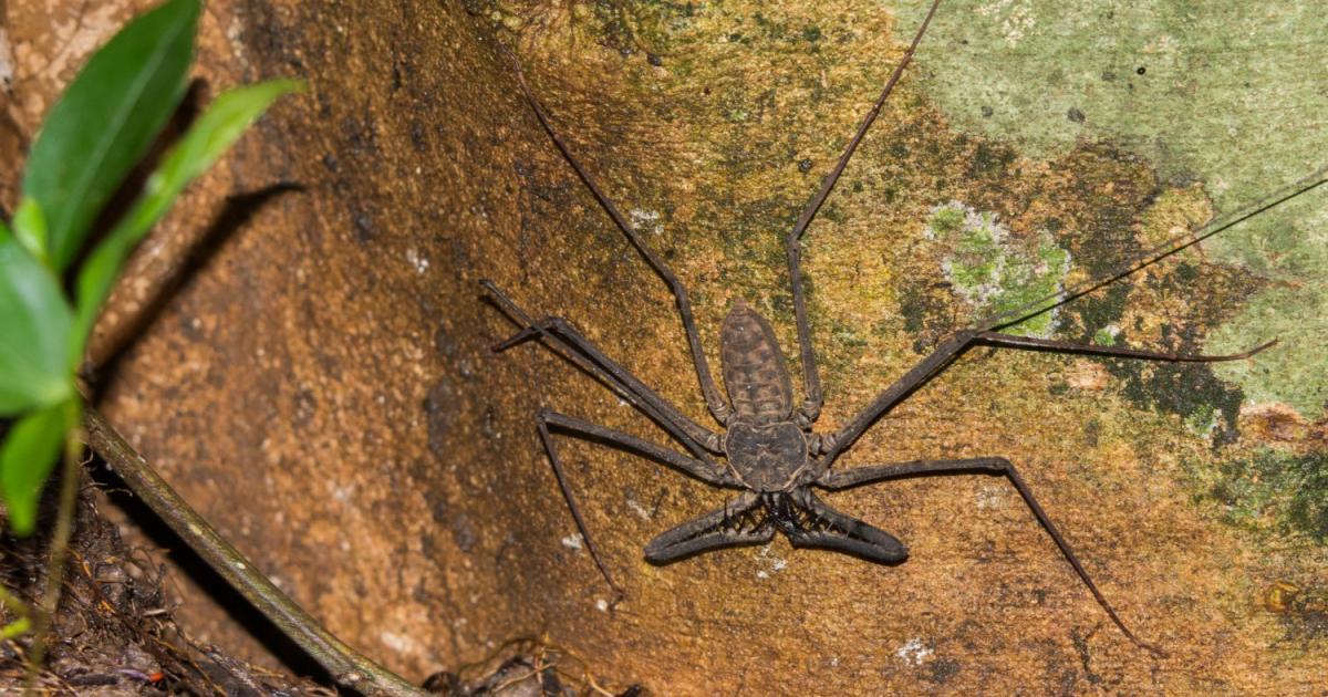 Amblipígio #61471 - Biofaces - Bring Nature Closer