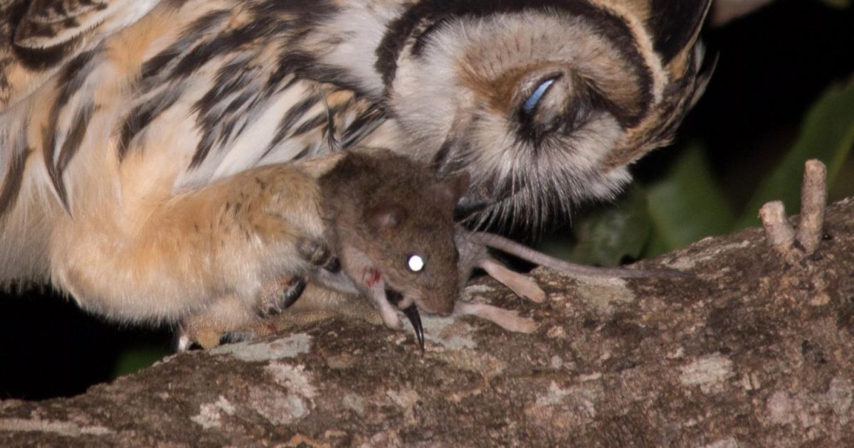 Calomys #61514 - Biofaces - Bring Nature Closer