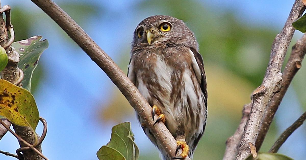 CABURÉ #61874 - Biofaces - Bring Nature Closer