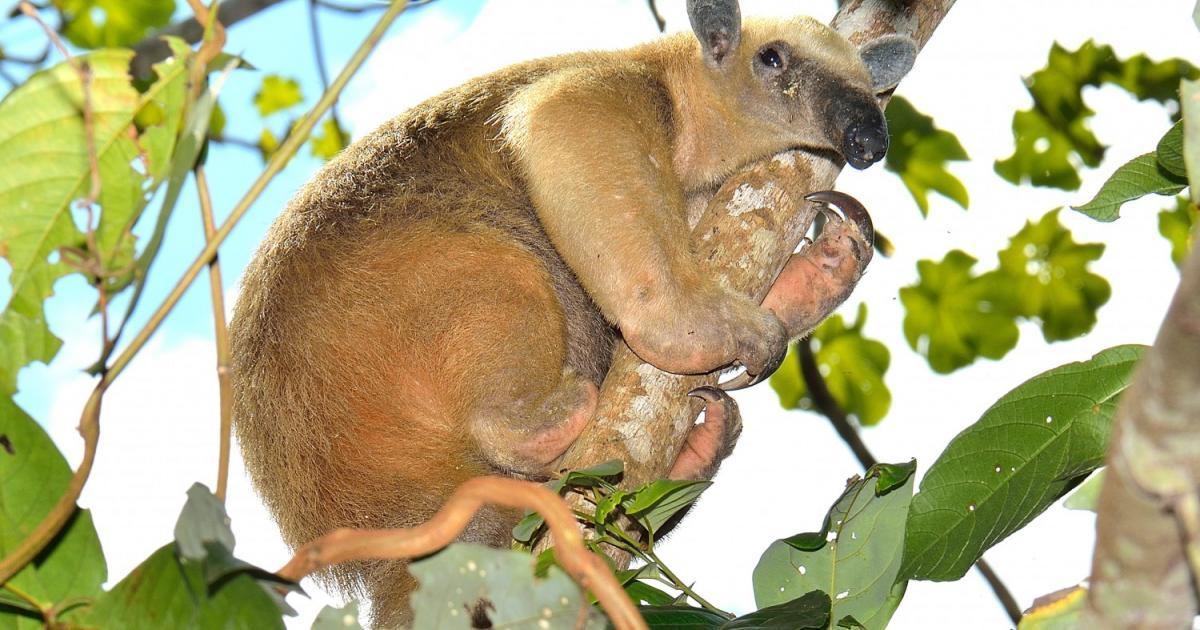 Mambira #62236 - Biofaces - Bring Nature Closer